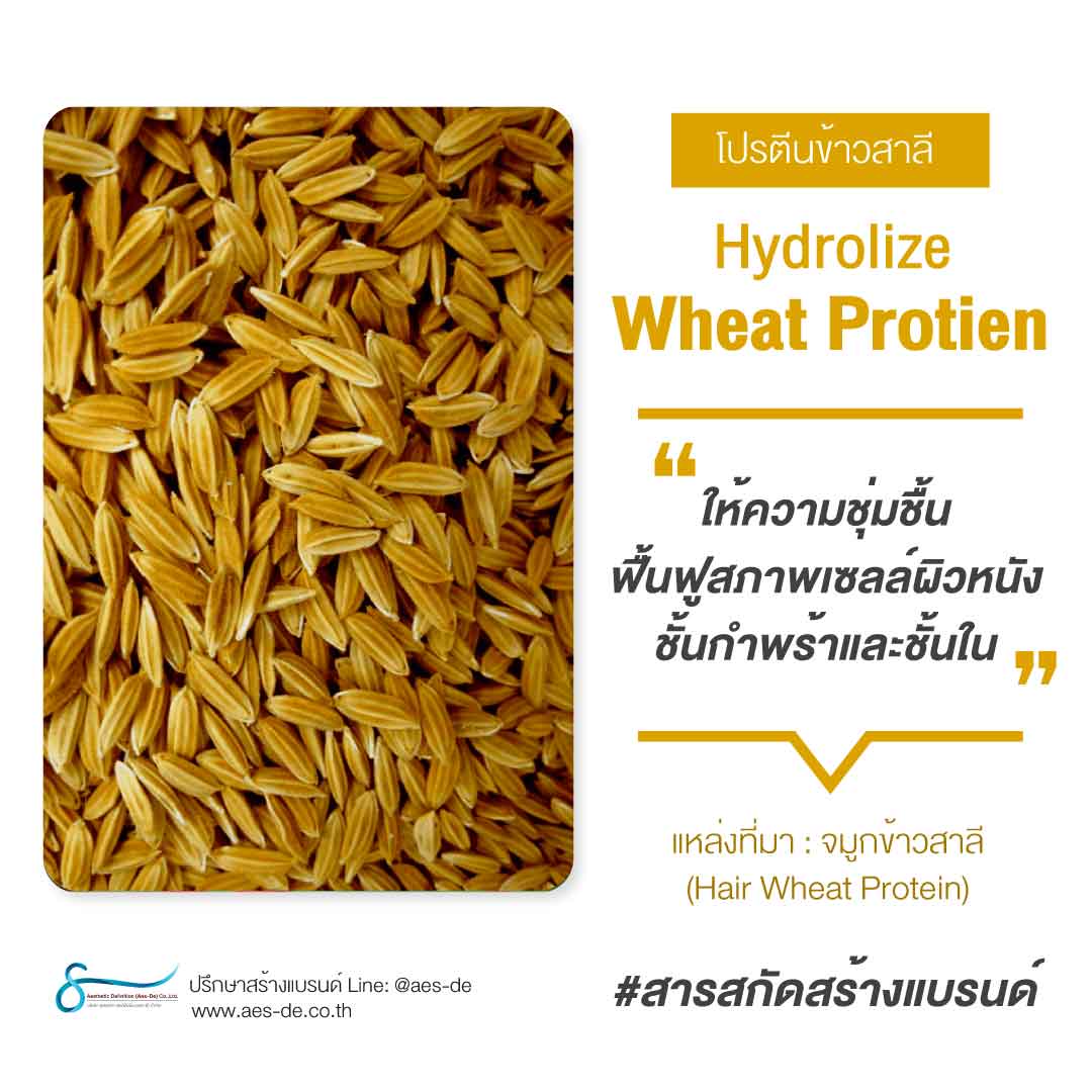 Hydrolyzed Wheat Protein - สารสกัดสร้างแบรนด์สกินแคร์
