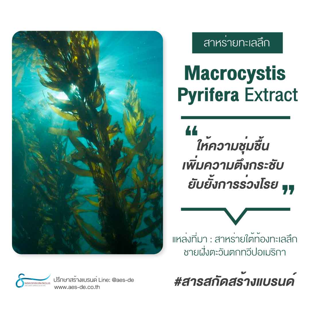 Macrocystis Pyrifera - สารสกัดสร้างแบรนด์สกินแคร์